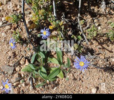 Fine Parasol Felicia (Felicia dubia Stock Photo - Alamy