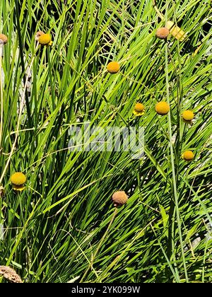 Rosilla (Helenium puberulum Stock Photo - Alamy