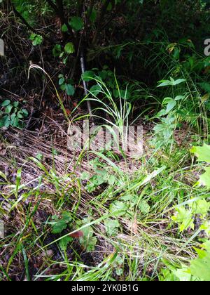 Purple Small-reed (Calamagrostis canescens Stock Photo - Alamy