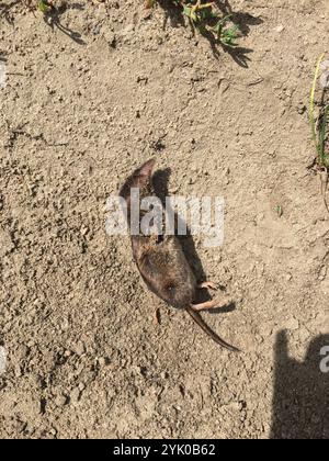 Long-tailed Shrews (Sorex Stock Photo - Alamy