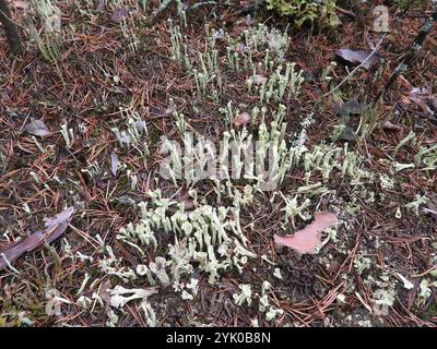 Greater Sulphur-cup Lichen (Cladonia sulphurina Stock Photo - Alamy