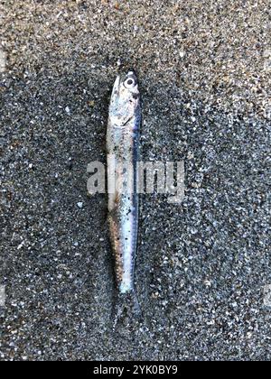 Northern Anchovy (Engraulis mordax Stock Photo - Alamy