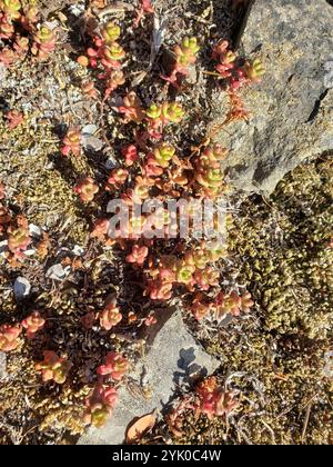 Pacific stonecrop (Sedum divergens Stock Photo - Alamy