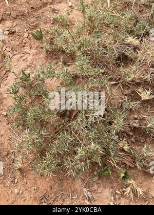 False Buffalograss (Munroa squarrosa Stock Photo - Alamy