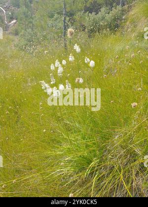 western false asphodel (Triantha occidentalis Stock Photo - Alamy