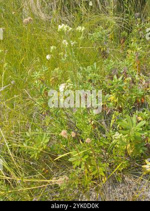Oregon whitetop aster (Sericocarpus oregonensis Stock Photo - Alamy
