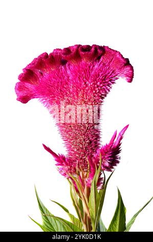 celosia or crested chicken flower Stock Photo - Alamy