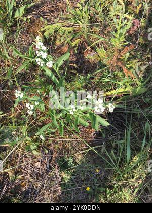 (Parthenium integrifolium integrifolium Stock Photo - Alamy