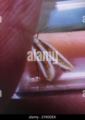 Juniper Webworm Moth (Dichomeris marginella) Insecta Stock Photo - Alamy