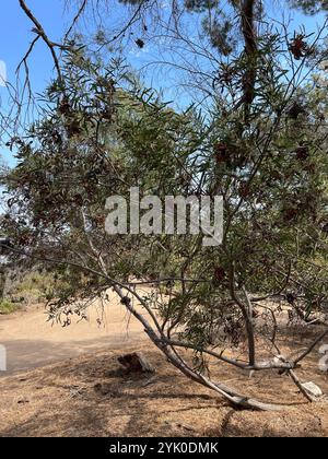 western coastal wattle (Acacia cyclops) Plantae Stock Photo - Alamy