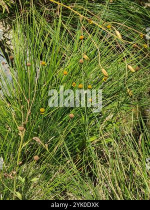 Rosilla (Helenium puberulum Stock Photo - Alamy