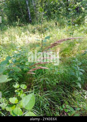 Purple Small-reed (Calamagrostis canescens Stock Photo - Alamy