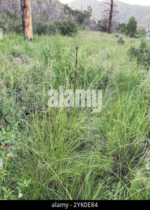 African love grass (Eragrostis curvula) Plantae Stock Photo - Alamy