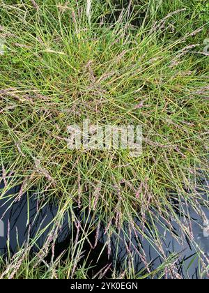 Salt Grass (Puccinellia Stock Photo - Alamy