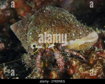 A closeup shot of a crab underwater Stock Photo - Alamy