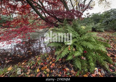 Fan maple (Acer palmatum Trompenburg), Emsland, Lower Saxony, Germany ...
