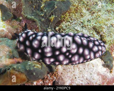 warty slug (phyllidiella pustulosa Stock Photo - Alamy