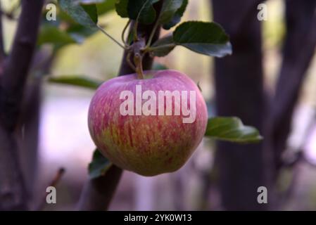 Red apple on the tree, Ladakh, India Stock Photo - Alamy