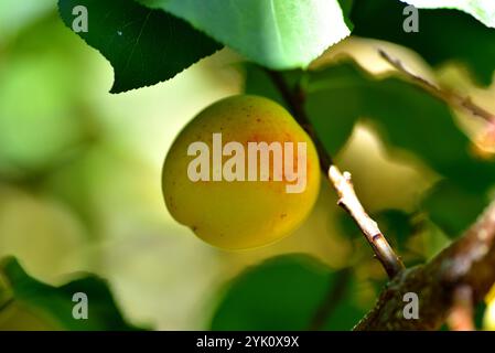Apricots in Ladakh orchards Stock Photo - Alamy