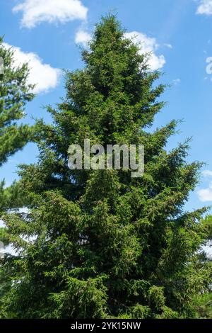 Purple-coned spruce, Picea purpurea, Tree, Habitus Stock Photo - Alamy