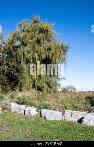 Weeping willow tree at the Marsh Board Walk at Point Pelee National ...