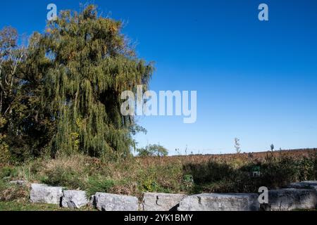 Weeping willow tree at the Marsh Board Walk at Point Pelee National ...