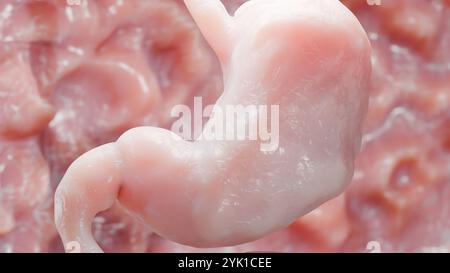 Stomach Acid Relux. Esophagus, gerd. Pain In The Digestive System ...