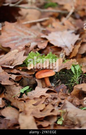 Curry Milkcap - Lactarius camphoratus Stock Photo - Alamy