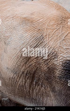 Detailed Close up of a rough Elephant skin Stock Photo - Alamy