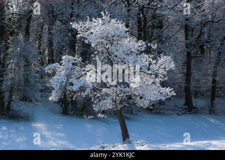 Snow clad frosted tree Stock Photo - Alamy