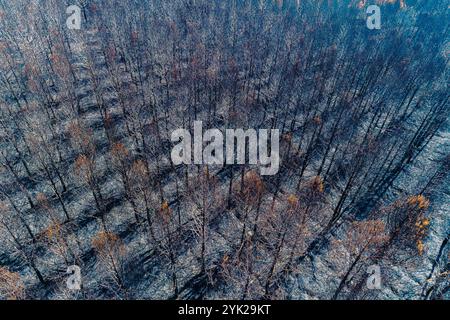 pine forest devastated by forest fire, aerial view Stock Photo - Alamy