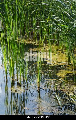 Pond with Chlorophyta - Green Algae, Typha latifolia - Common Cattails ...