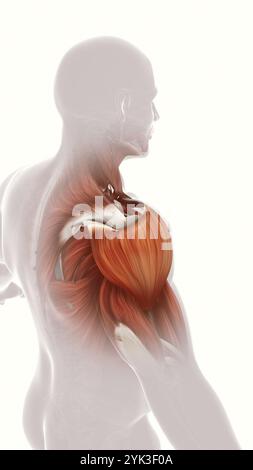 Highlight pain and injured shoulder muscles Stock Photo - Alamy