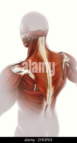 Trapezius muscle soreness and damage Stock Photo - Alamy