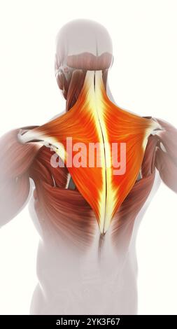 Trapezius muscle soreness and damage Stock Photo - Alamy