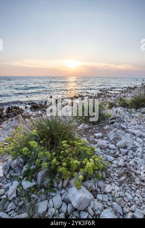 Island Vir, Adriatic coast, Croatia Stock Photo - Alamy