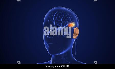 Auditory Pathway Transmits Sensory Signals for Hearing Stock Photo - Alamy