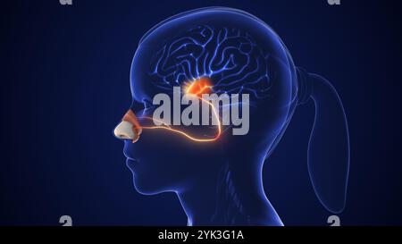 Olfactory sensory nerve pathway for smell detection Stock Photo - Alamy