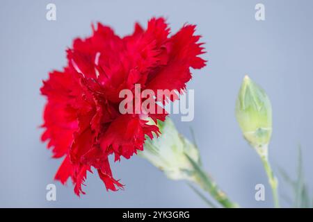 Carnations, also called Dianthus, are outdoor plants belonging to the ...
