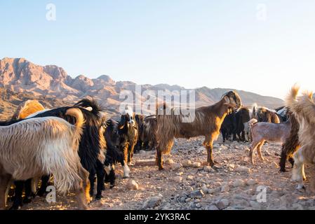 Herd of goats gathered in front of a Bedouin camp near Wadi Dana and ...