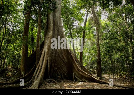 A giant kapok tree (known as the 'tree of life' by the indigenous ...