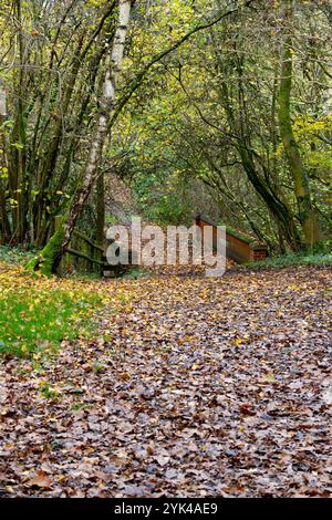 Hampton Wood in autumn, Warwickshire, England, UK Stock Photo - Alamy