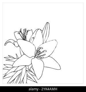 Lily flower in doodle style. Vector illustration isolated on white ...