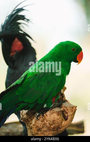 Closeup of a green Eclectus parrot in the cage Stock Photo - Alamy