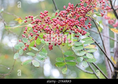 sorbus hupehensis pink pagoda pink berries mountain ash ashes rowan ...