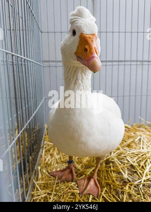 Czech crested Goose breed, Anser anser f. domesticus "Czech Crested ...