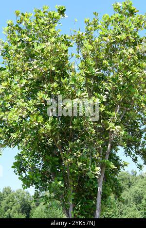 White-flowered black mangrove (Lumnitzera racemosa Stock Photo - Alamy