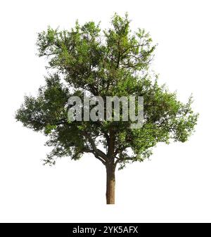 One tree with green leaves isolated on white Stock Photo - Alamy