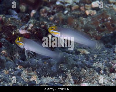 Golden-Head Sleeper Goby Valenciennea strigata Stock Photo - Alamy