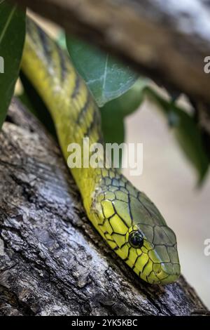 Western green mamba snakes {Dendroaspis viridis} captive, Eastern ...